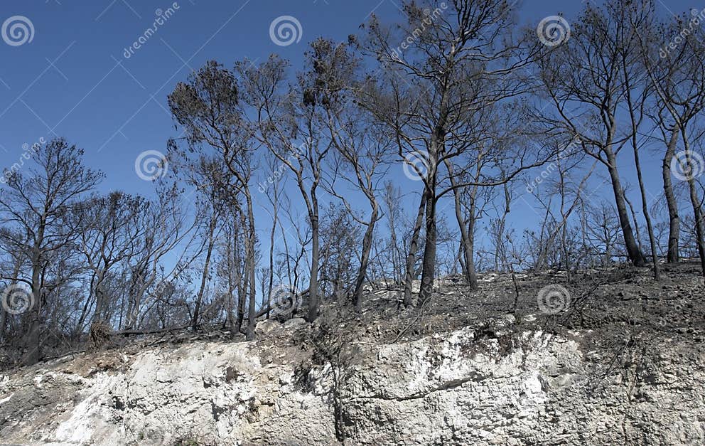 Burned forest and scarp stock photo. Image of concepts - 24499074