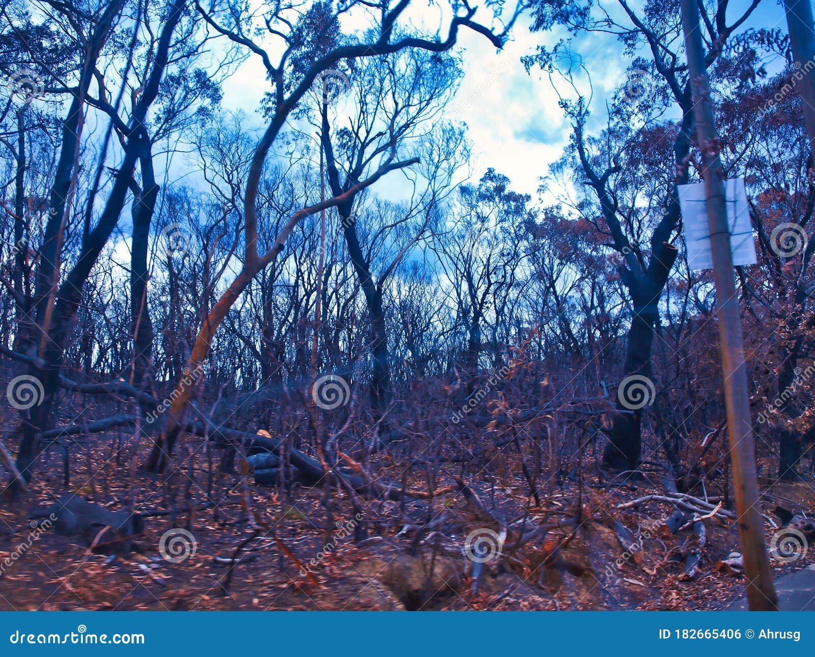 Burned Forest in Sydney, Australia Editorial Photo - Image of ...
