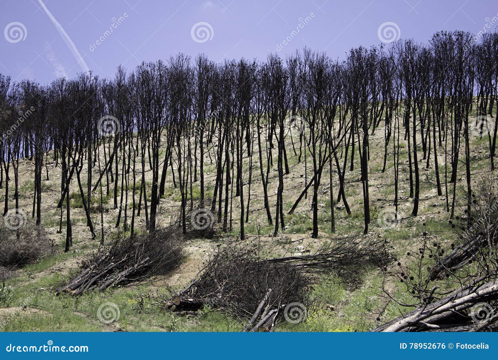 Burned forest trees stock photo. Image of canada, disasters - 78952676