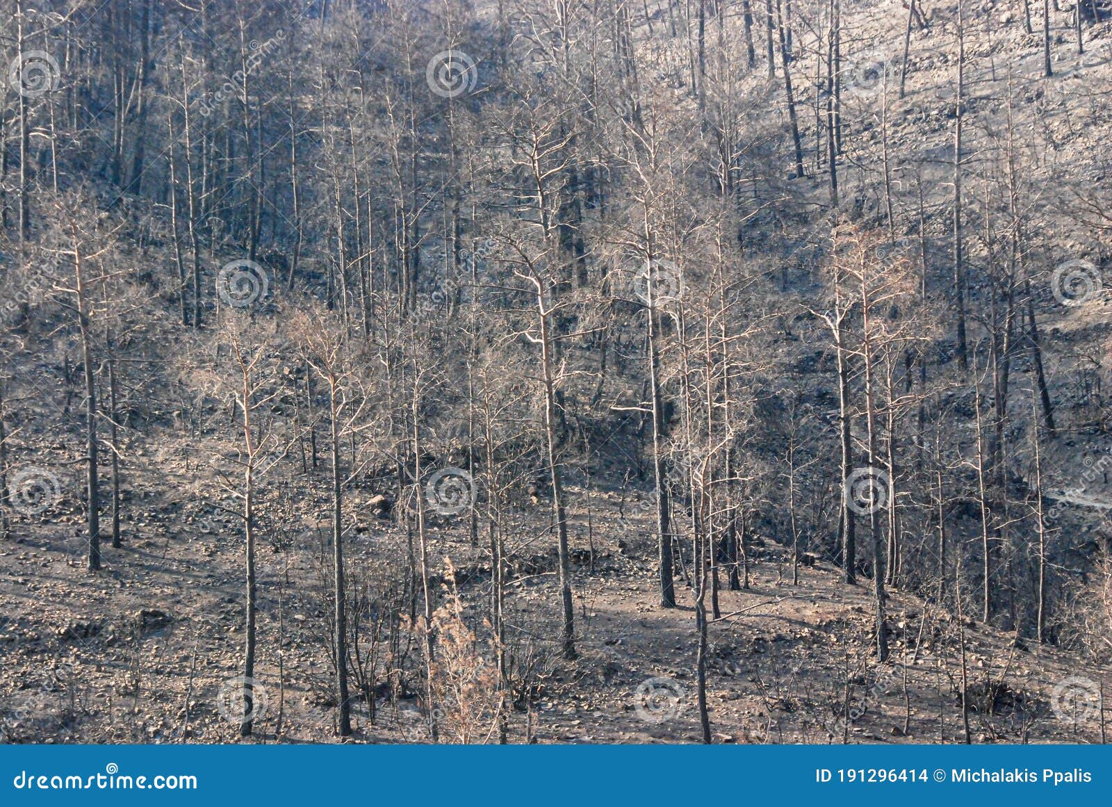 Burned Forest with Trees after a Forest Fire Stock Photo - Image of ...