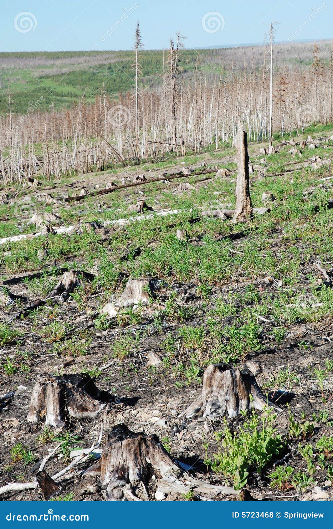 Burned forests stock photo. Image of grassland, danger - 5723468