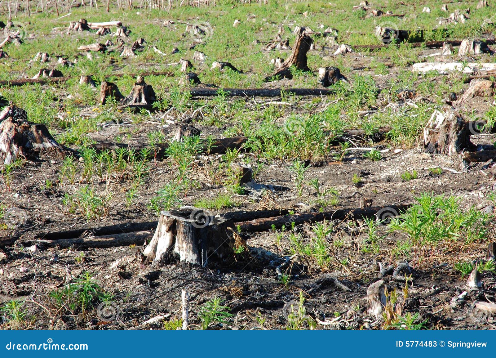 Burned forests stock image. Image of fire, danger, burned - 5774483