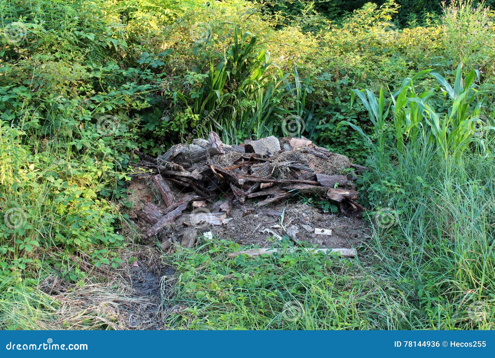 Burned Garbage in Forest Surrounding Stock Photo - Image of green ...