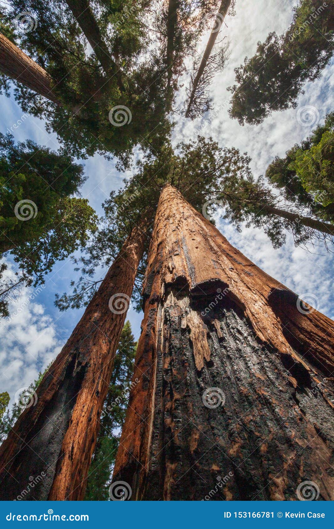 Burned California Giant Sequoia Trees Stock Image - Image of leaf ...