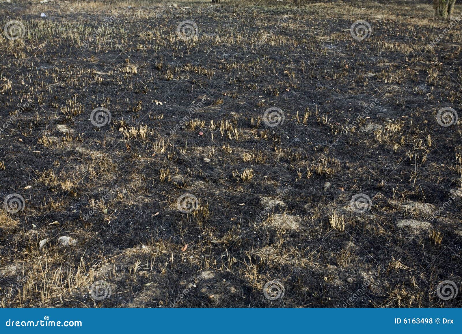 Burned grass and ground stock photo. Image of ground, landscape - 6163498