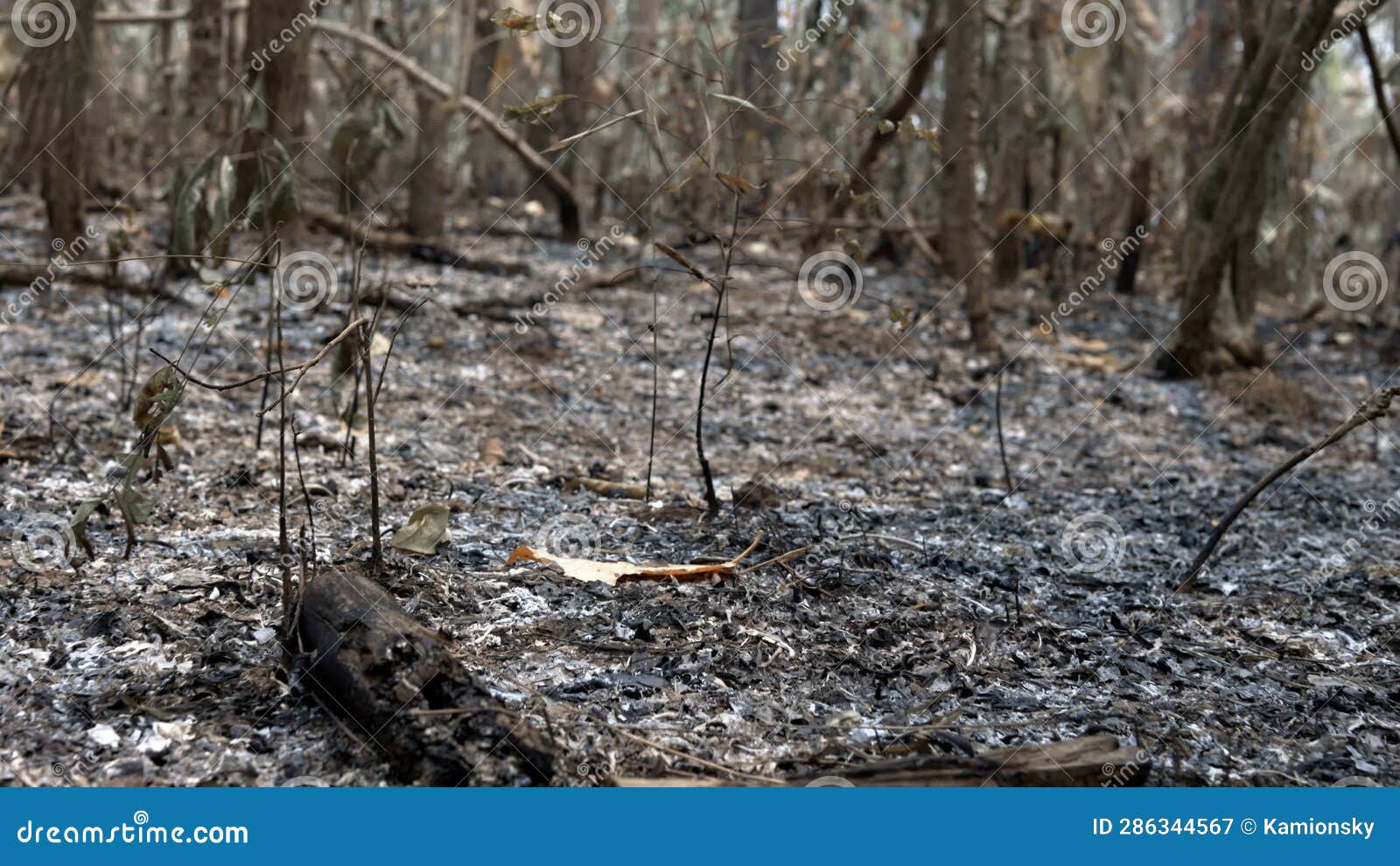 The Burned Grass and Shrubs, Ashes Scattered between the Trees on the ...