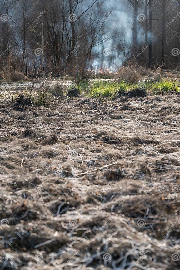 Burned Grass in Springtime. Ashes of the Burnt Grass Stock Photo ...