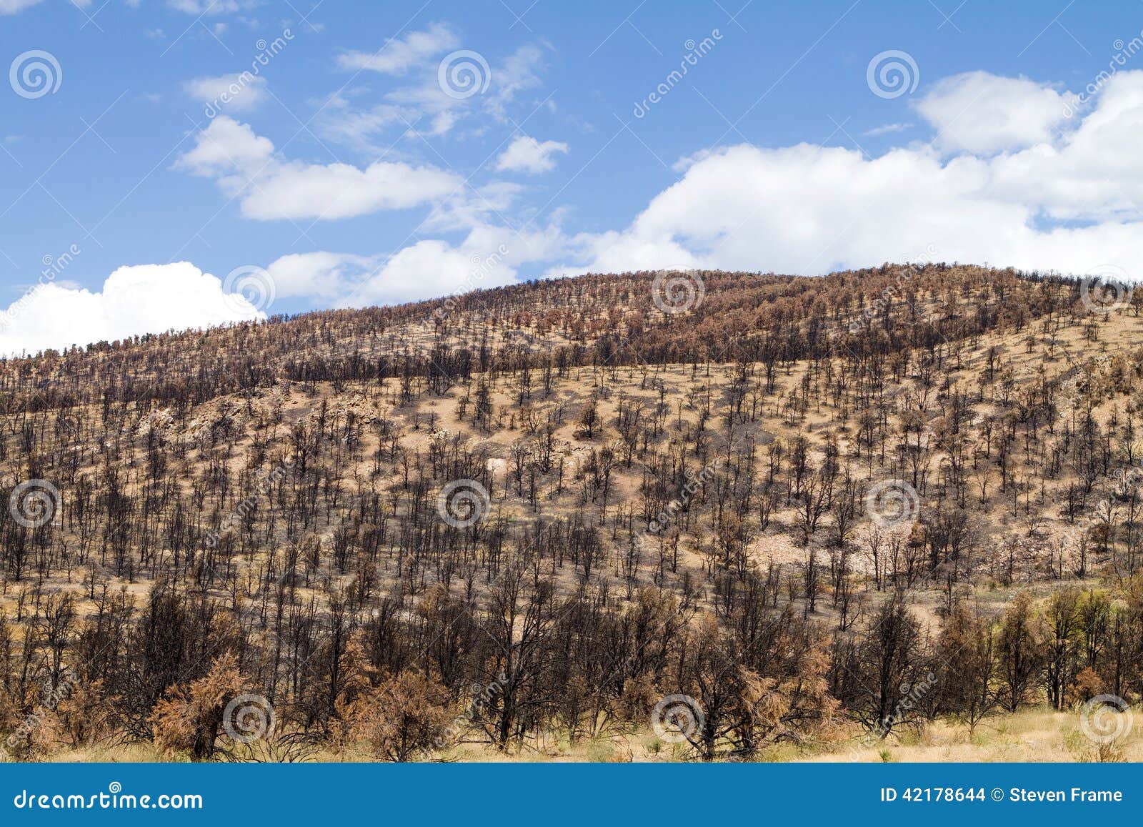 Dry Burnt California Hillside Charred And Devastated By A Forest ...
