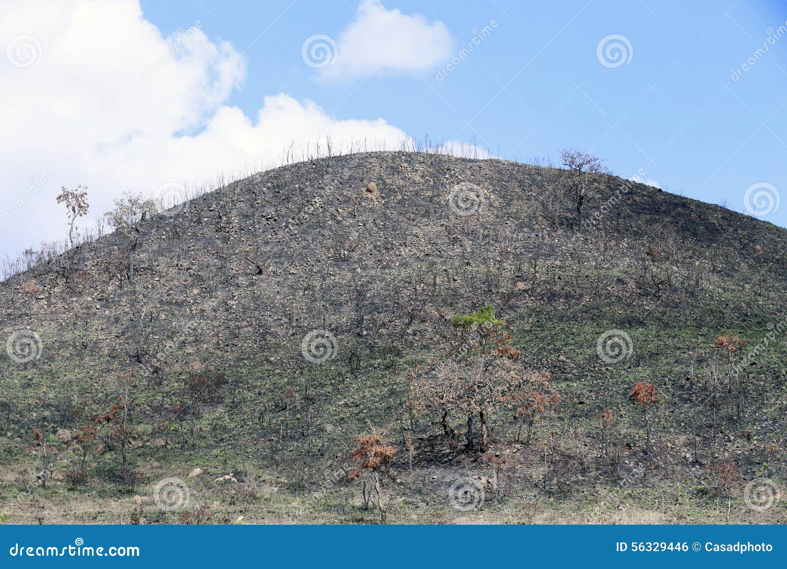 Burned land stock photo. Image of environment, disaster - 56329446