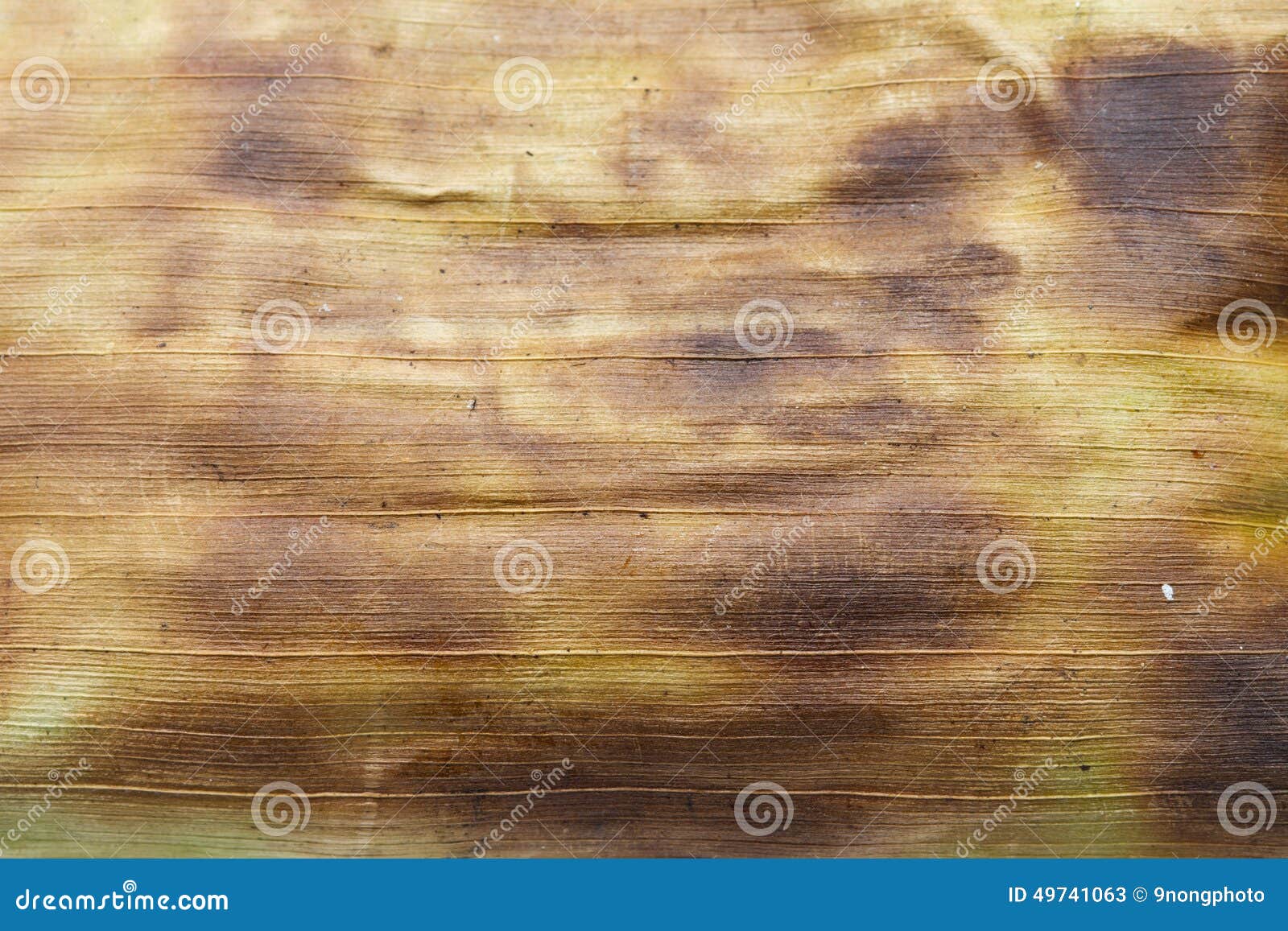 Burned leaf background stock image. Image of ragged, decorative - 49741063