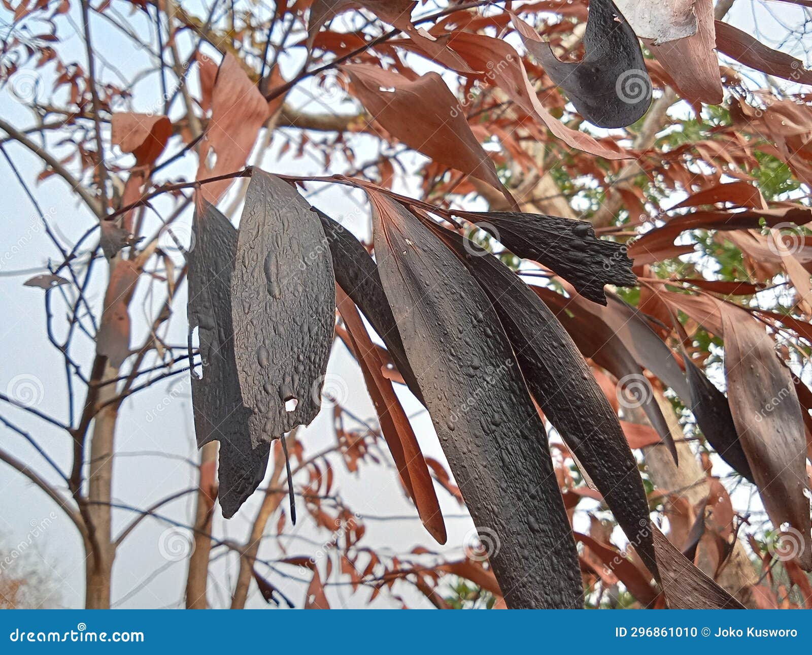 Burned Leaves Due To Exposure To Fire during a Fire Stock Photo - Image ...