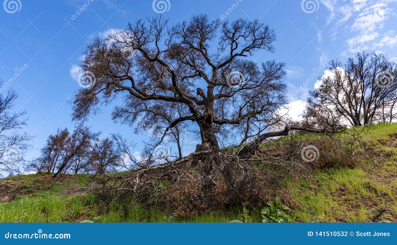 Burned Live Oak stock photo. Image of live, california - 141510532