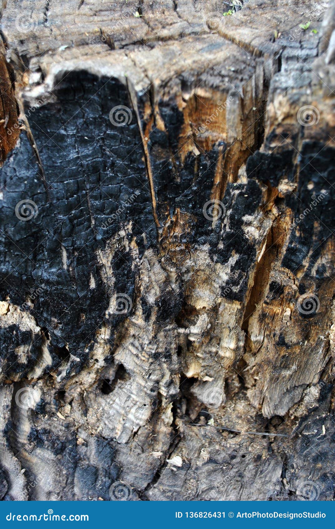 Burned Old Tree Trunk Texture, Grunge Background Stock Image - Image of ...