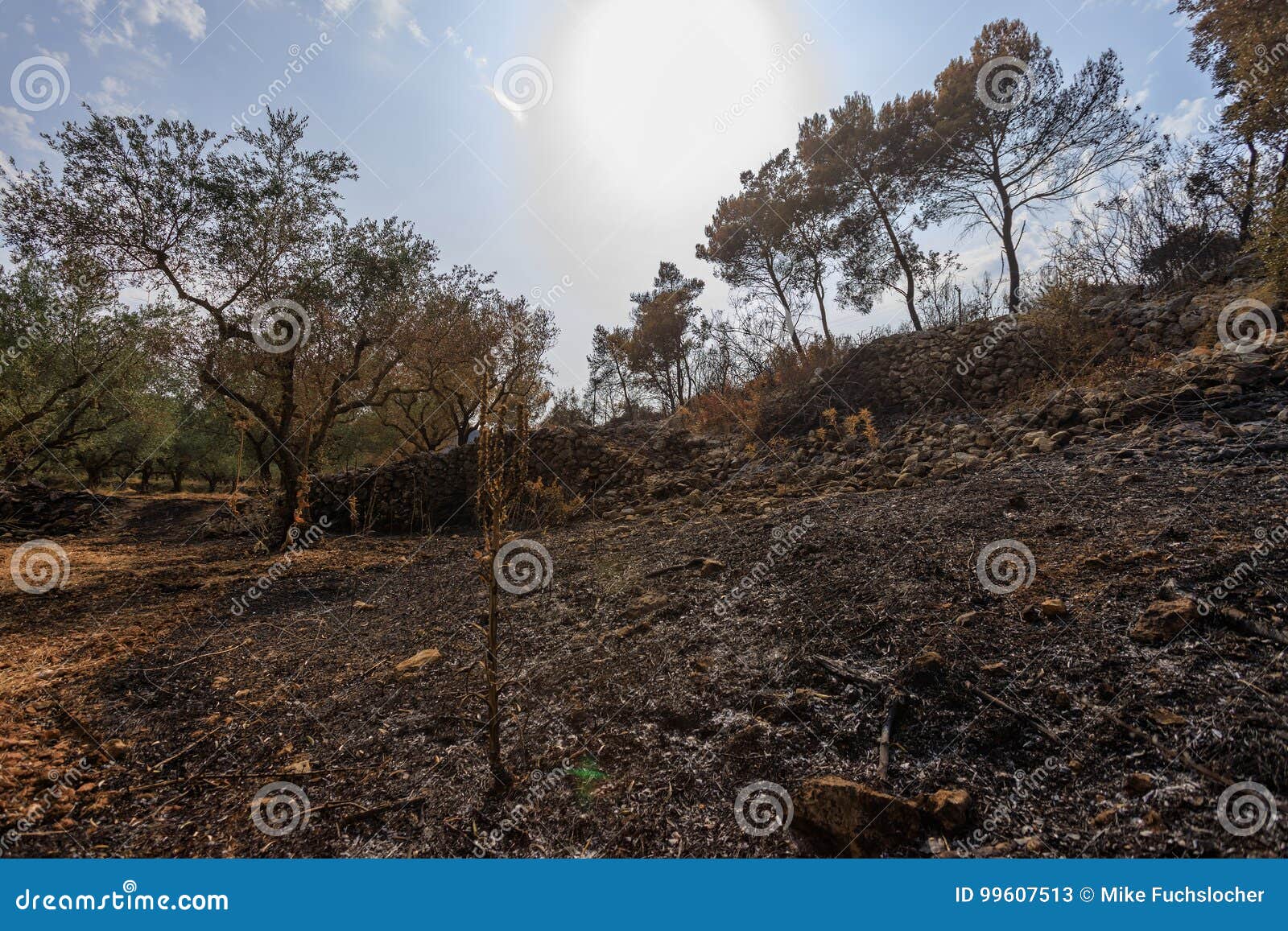 Burned olive stock image. Image of loggerhead, kalonisi - 99607513