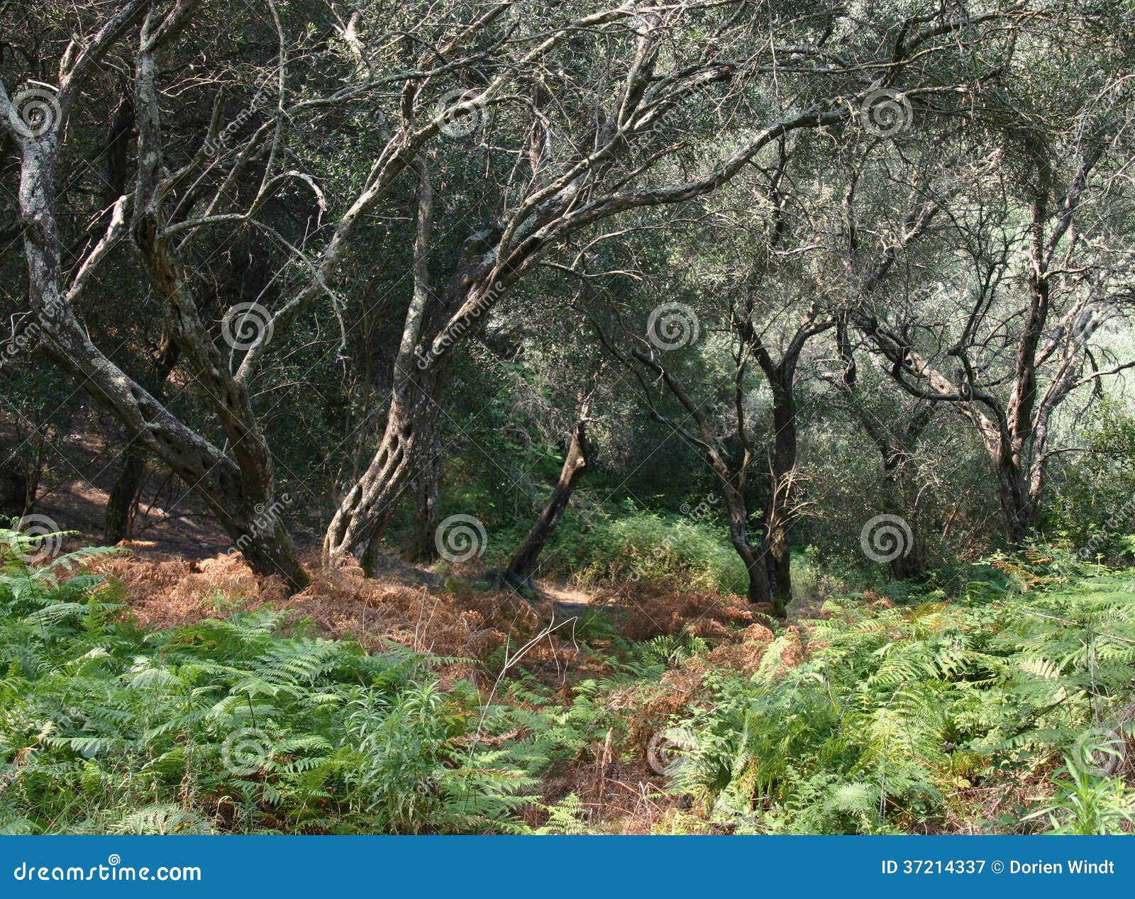 Burned olive trees stock image. Image of grunge, hill - 37214337