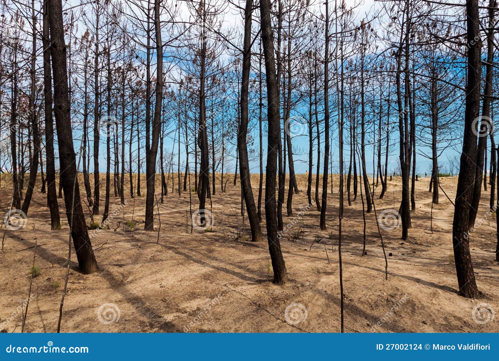 Burned pine forest stock photo. Image of forest, burnt - 27002124