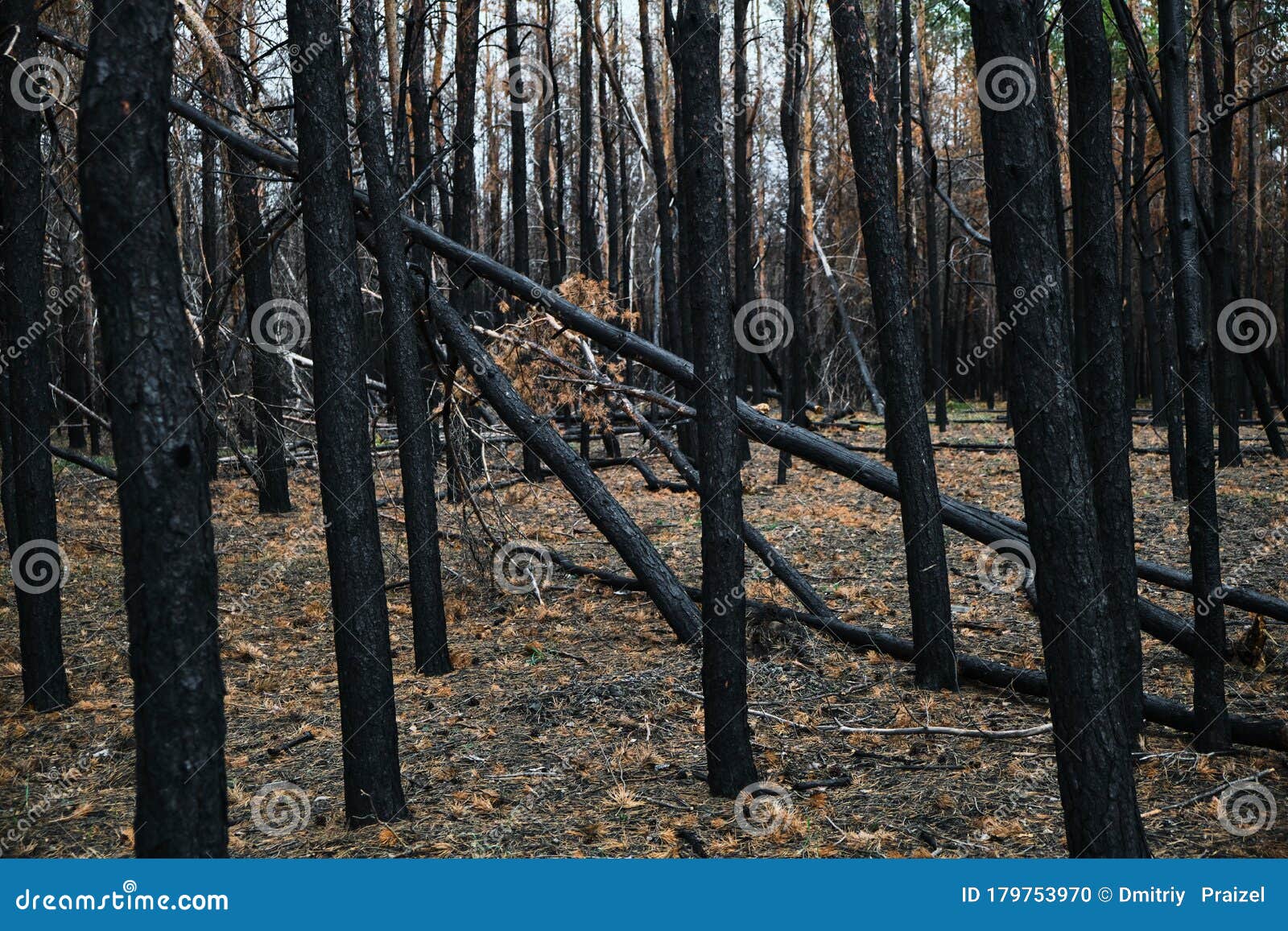 Burned Pine Forest, Fallen Burned Tree after the Fire Stock Photo ...