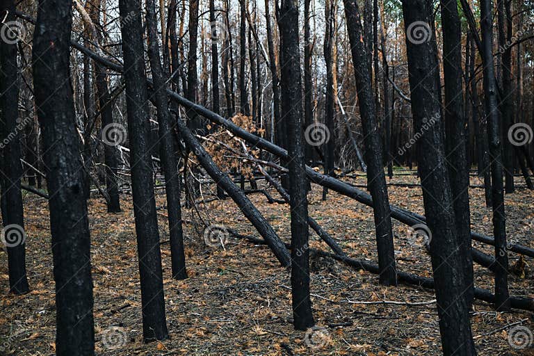 Burned Pine Forest, Fallen Burned Tree after the Fire Stock Photo ...