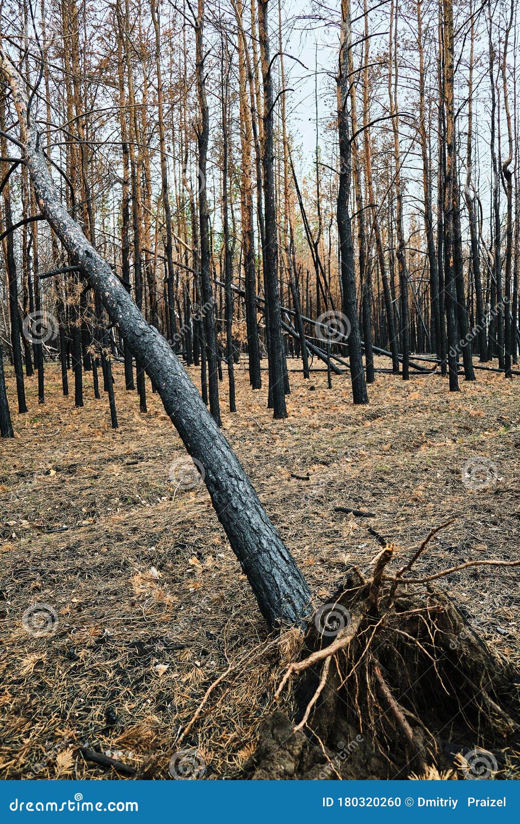 Burned Pine Forest, Fallen Burned Tree after the Fire Stock Photo ...