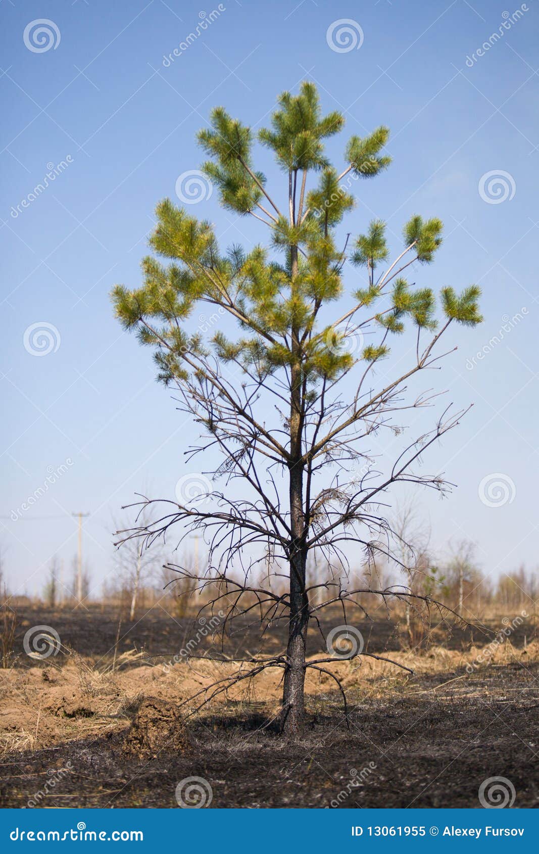 Burned pine tree stock image. Image of herbage, protection - 13061955