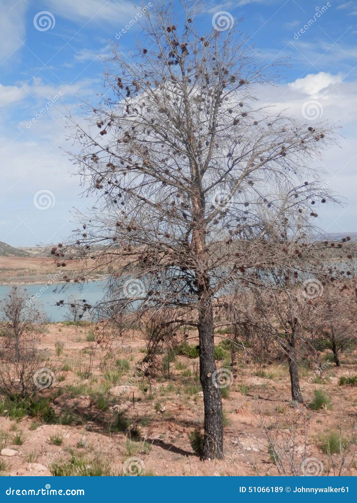 Burned Pine Trees Following A Forest Fire In Troodos, Cyprus Stock ...
