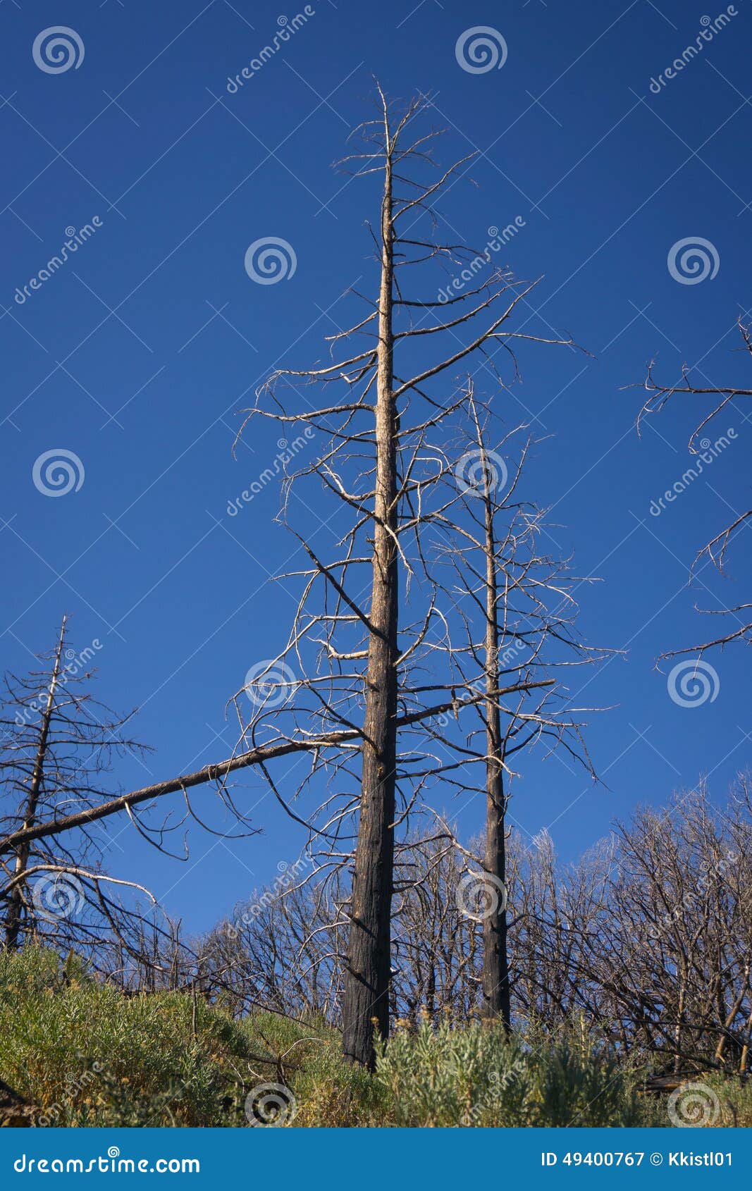 Burned Pine Tree stock image. Image of fire, forest, california - 49400767