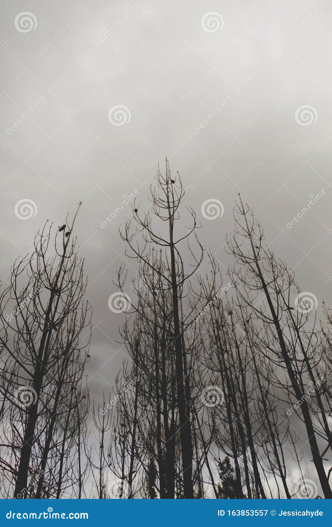 Burned Pine Trees Following A Forest Fire In Troodos, Cyprus Stock ...