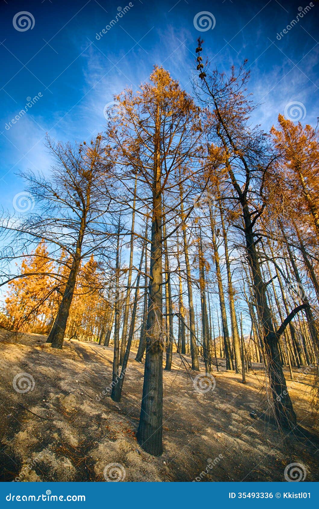 Burned Pine Trees stock photo. Image of southwest, fire - 35493336