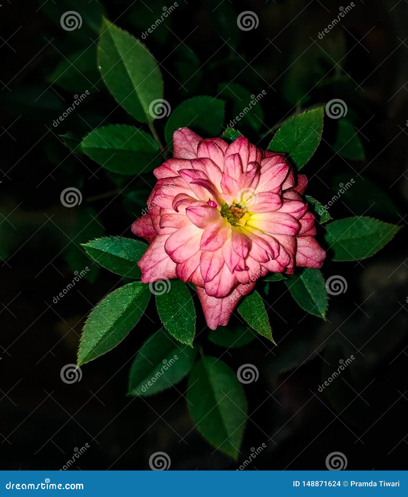 Burned pink Rose stock photo. Image of pink, light, rose - 148871624