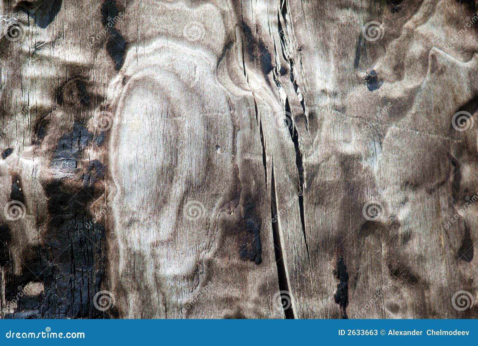 9,049 Rind Tree Stock Photos - Free & Royalty-Free Stock Photos from ...