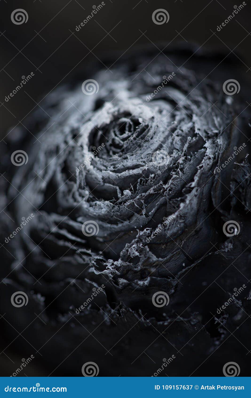 Burned rose, ash. stock image. Image of fire, moon, composite - 109157637