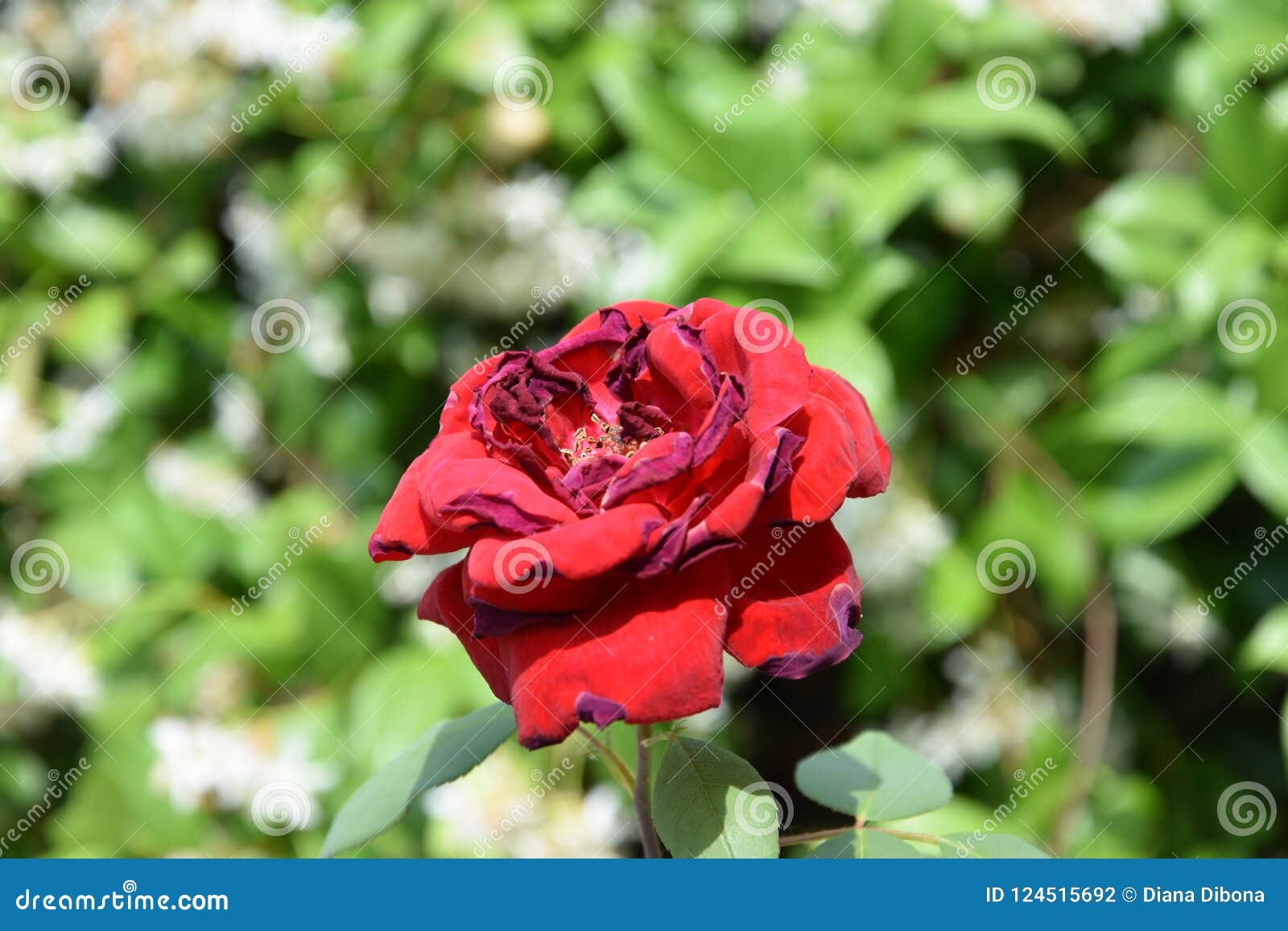 Sunburned Rose Stock Photos - Free & Royalty-Free Stock Photos from ...