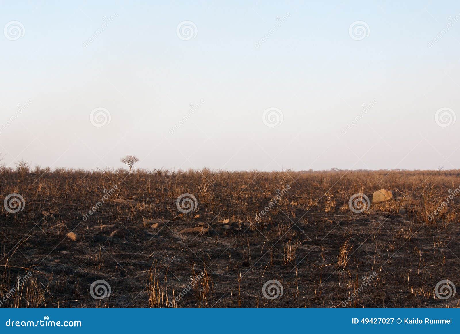 Burned savannah stock image. Image of terrain, bushfire - 49427027