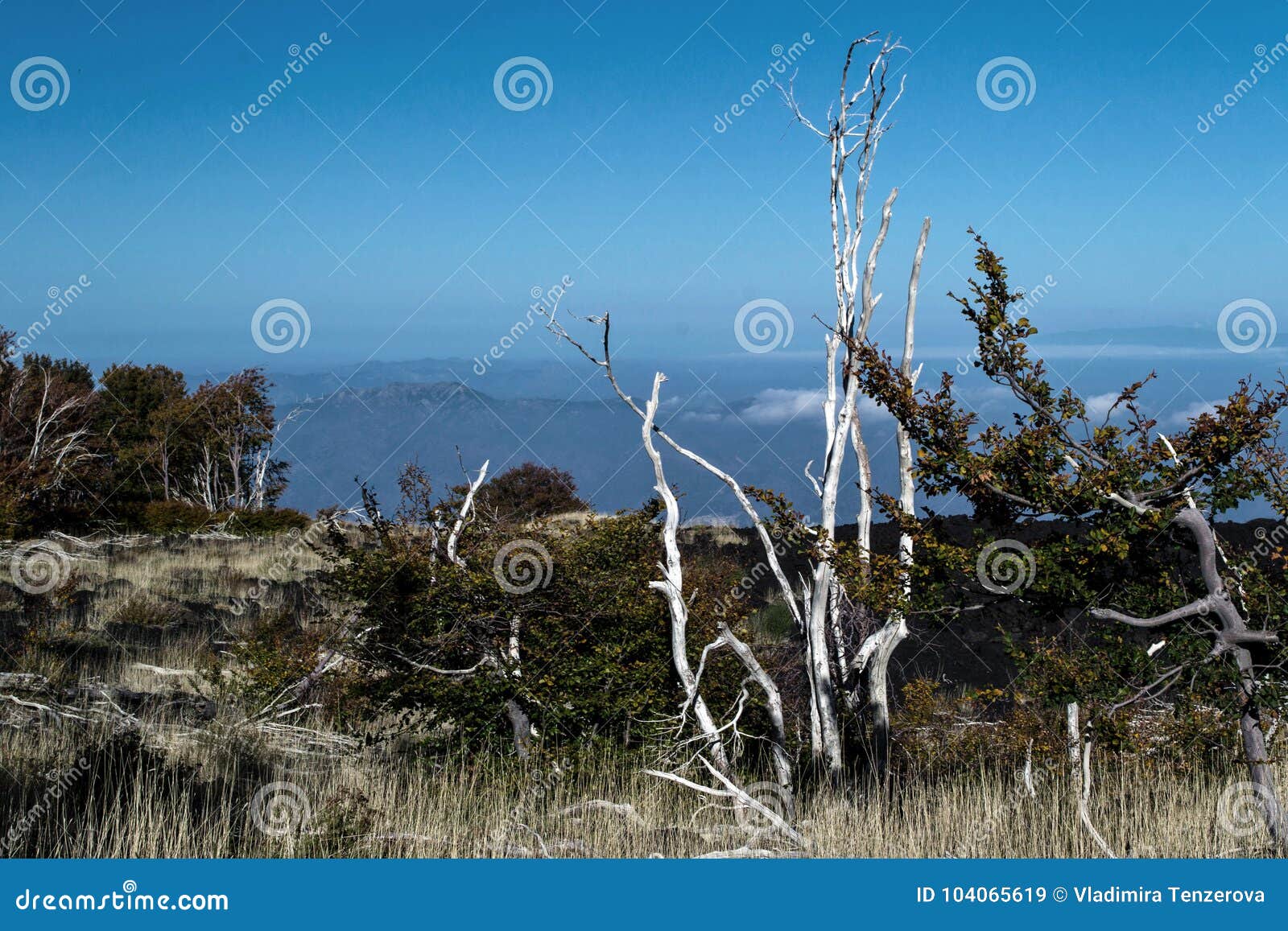 Burned Stalks of Trees Left on Lava after Etna Volcano Eruption Stock ...