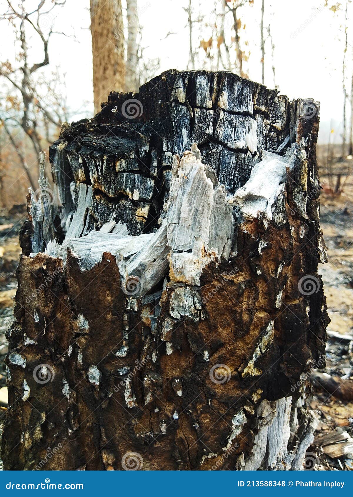 Burned Stump after Forest Fire Stock Photo - Image of stump, burned ...