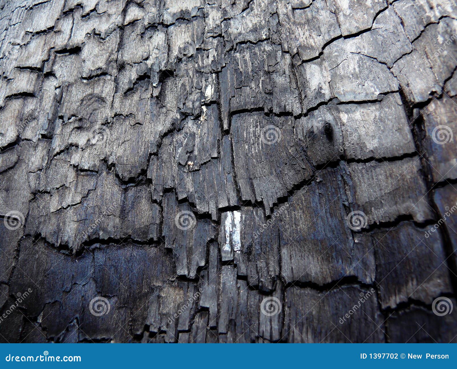 Burned tree stock photo. Image of quench, magical, burn - 1397702