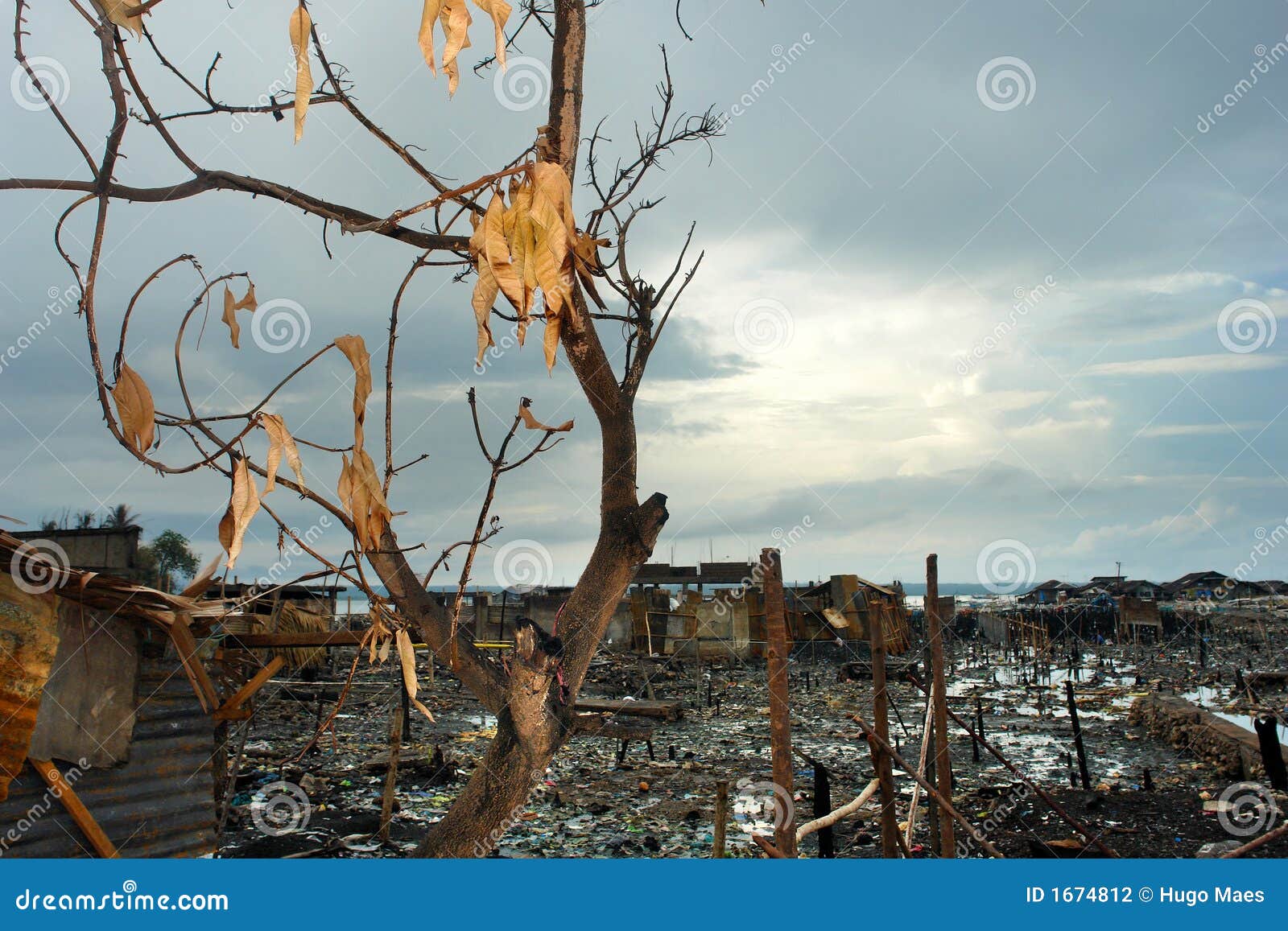 Burned tree. stock photo. Image of houses, philippines - 1674812
