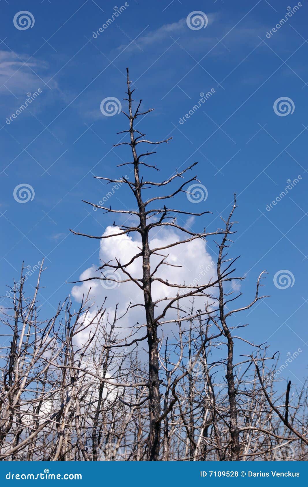 Burned tree stock photo. Image of environment, disaster - 7109528