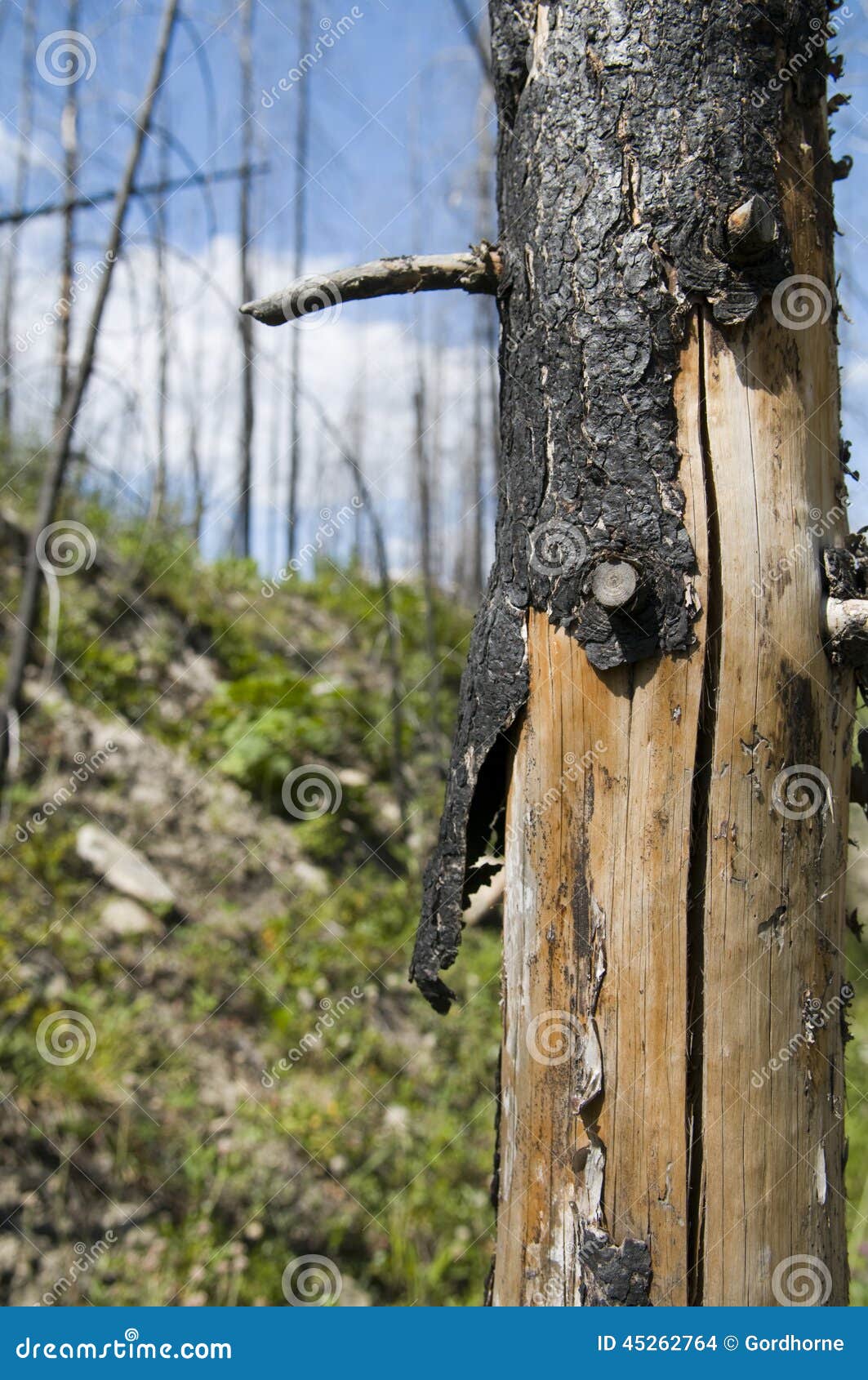 Burned Tree stock photo. Image of scene, wood, beauty - 45262764