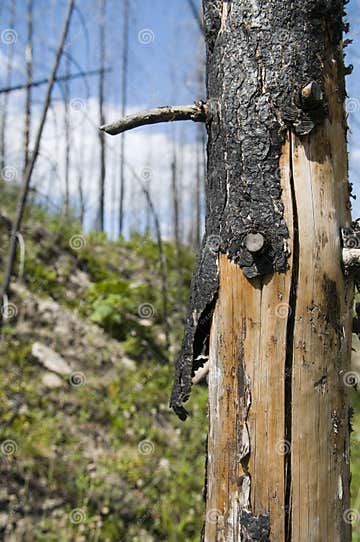 Burned Tree stock photo. Image of scene, wood, beauty - 45262764