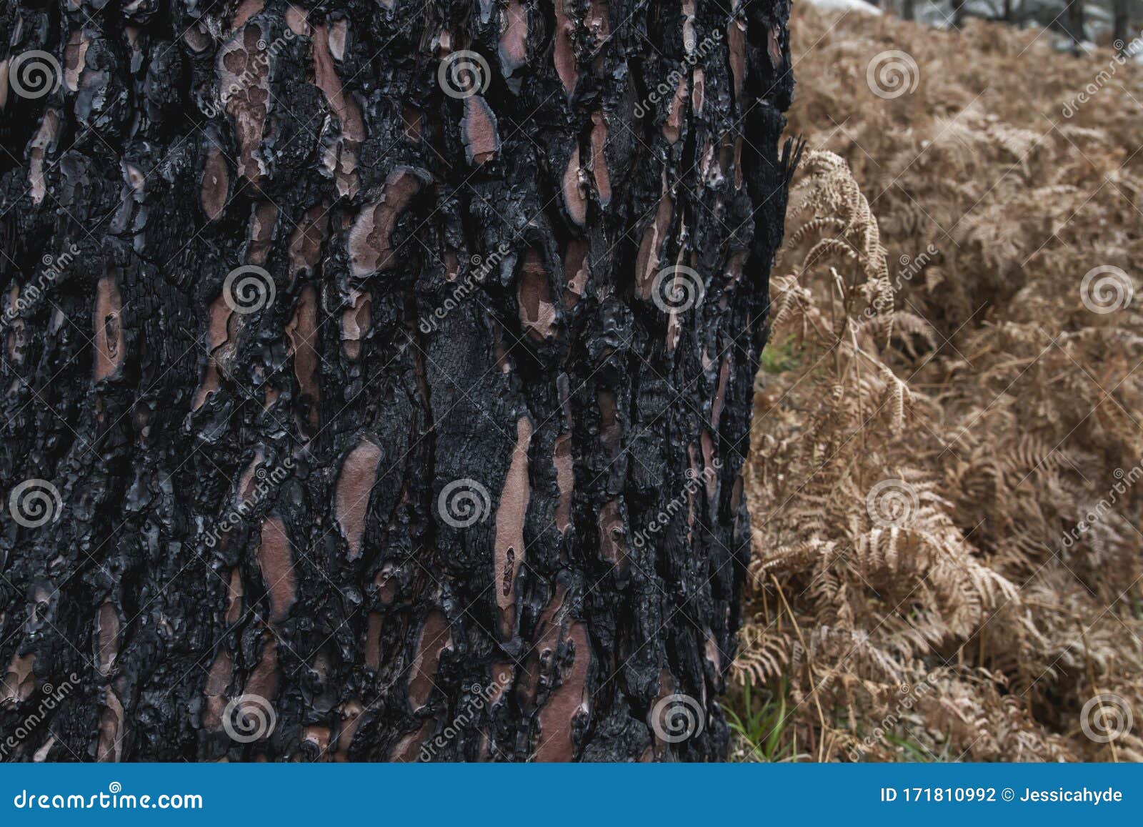 Detail of burned tree bark stock photo. Image of green - 171810992