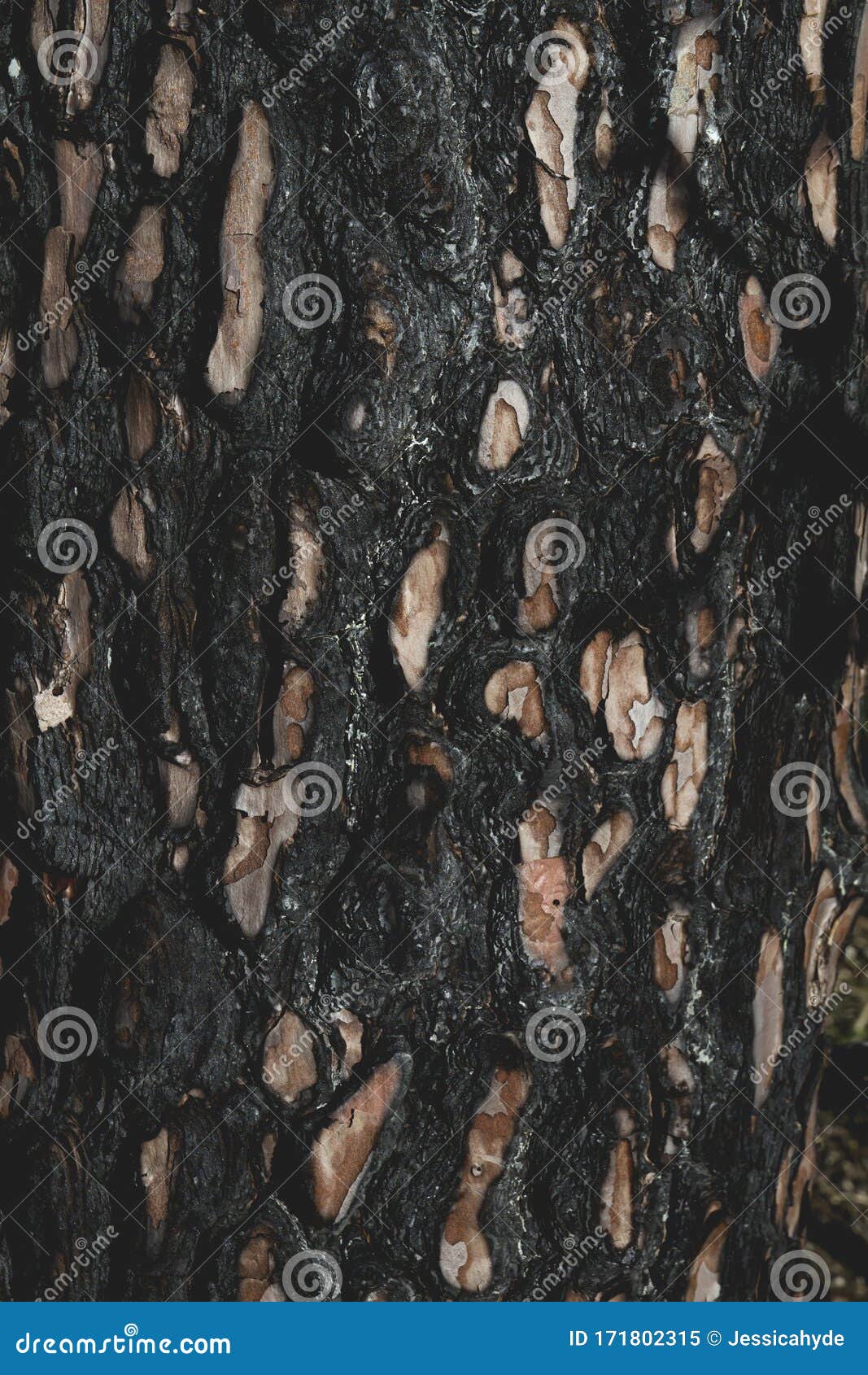 Burned tree bark stock image. Image of landscape, decadence - 171802315