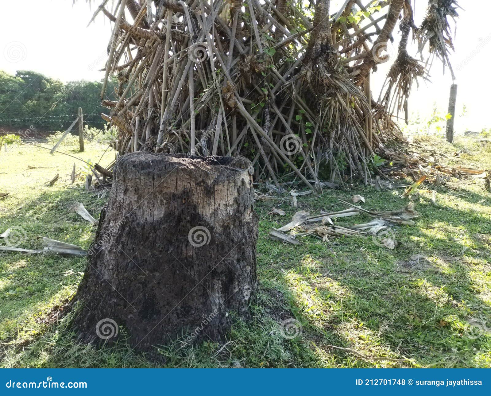 Burned Tree Coconut and Pine Stock Photo - Image of tree, burned: 212701748