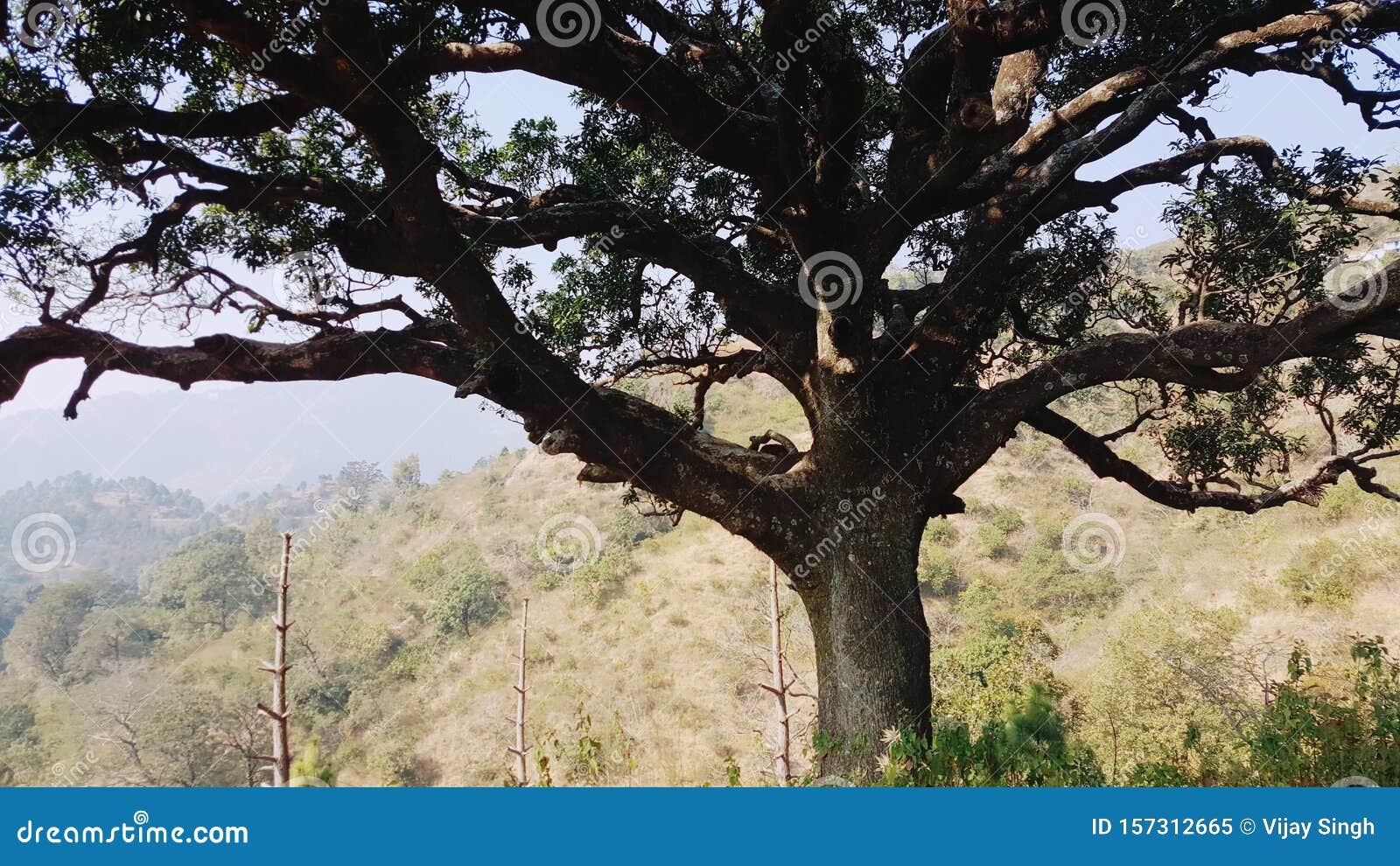 Burned Tree in Forest Fire Save Forest Stock Image - Image of ...