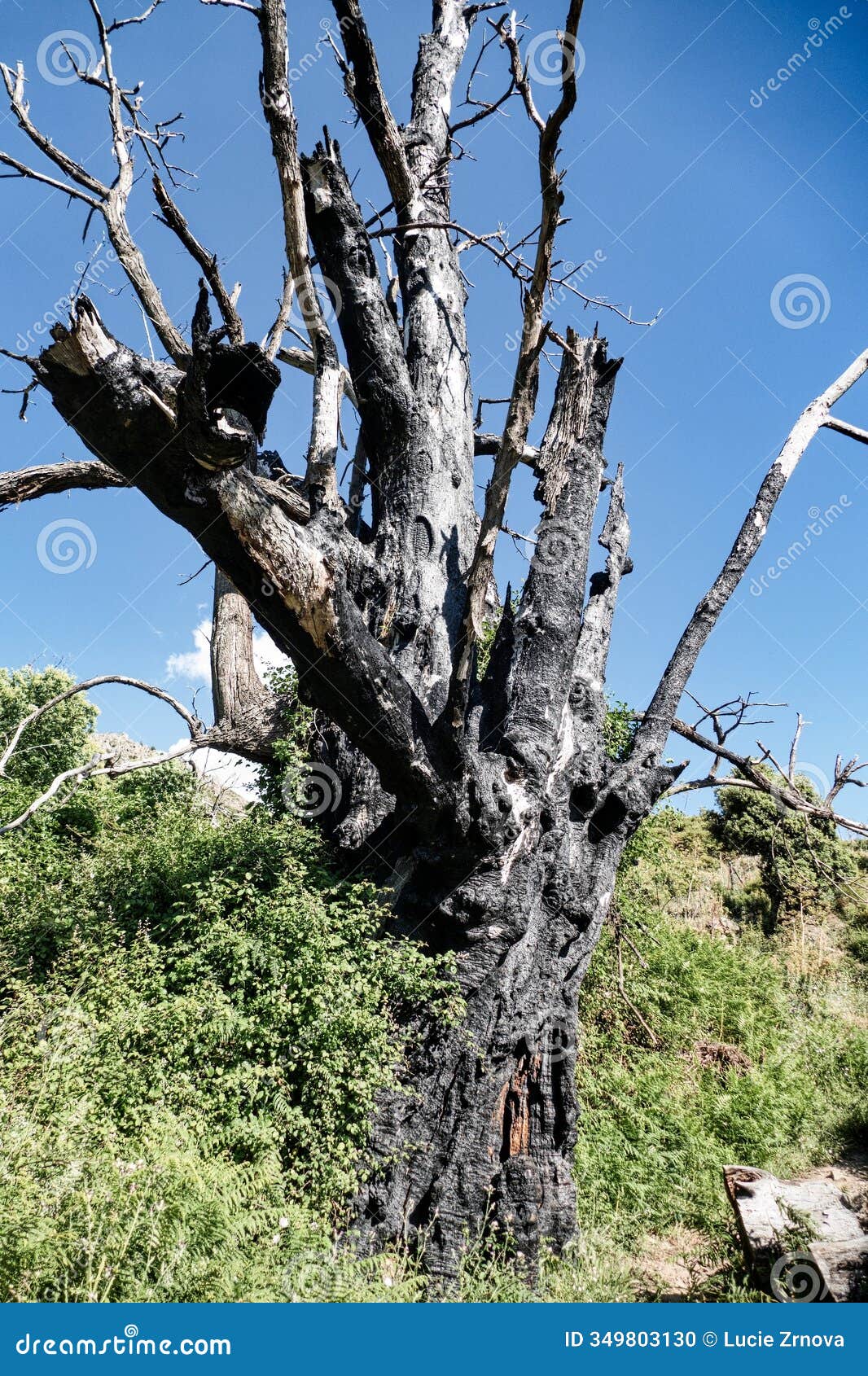 Burned Tree in the Green Meadow Stock Photo - Image of grass, ground ...