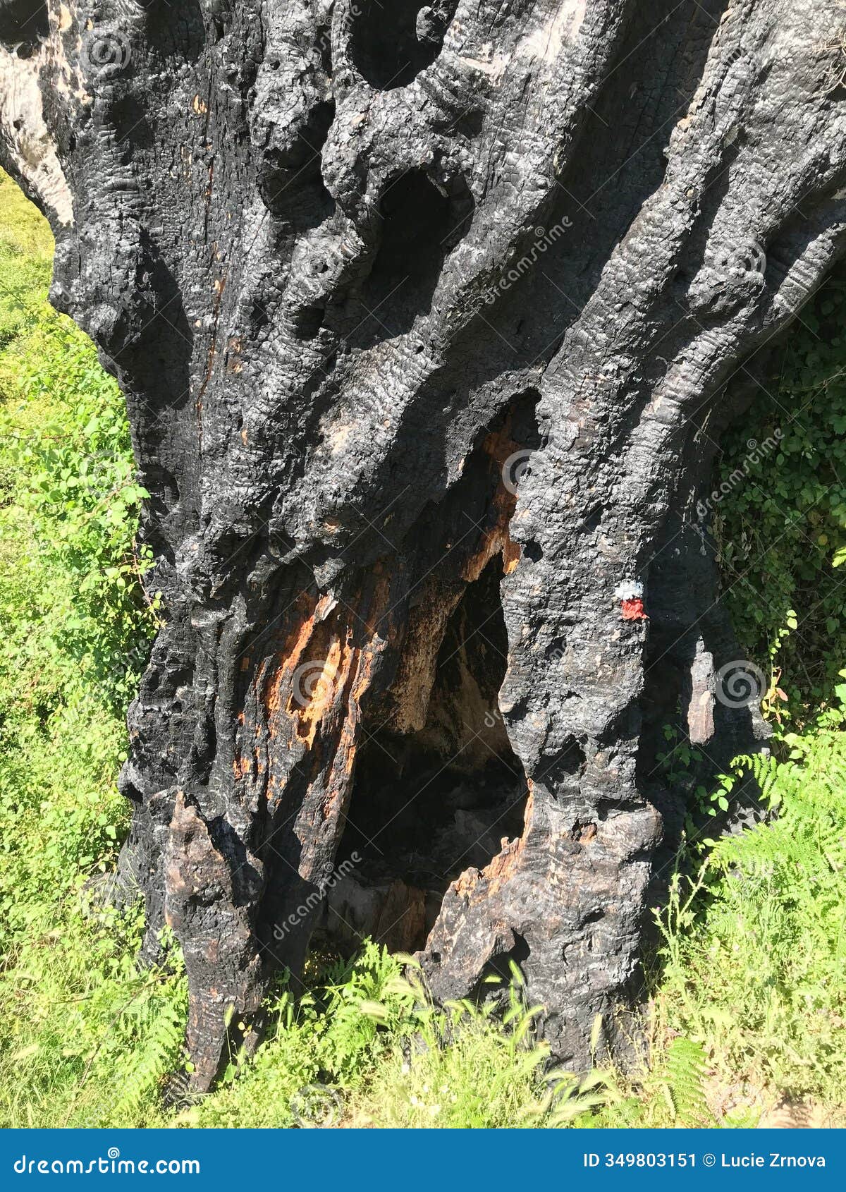 Burned Tree in the Green Meadow Stock Image - Image of destroyed, trunk ...