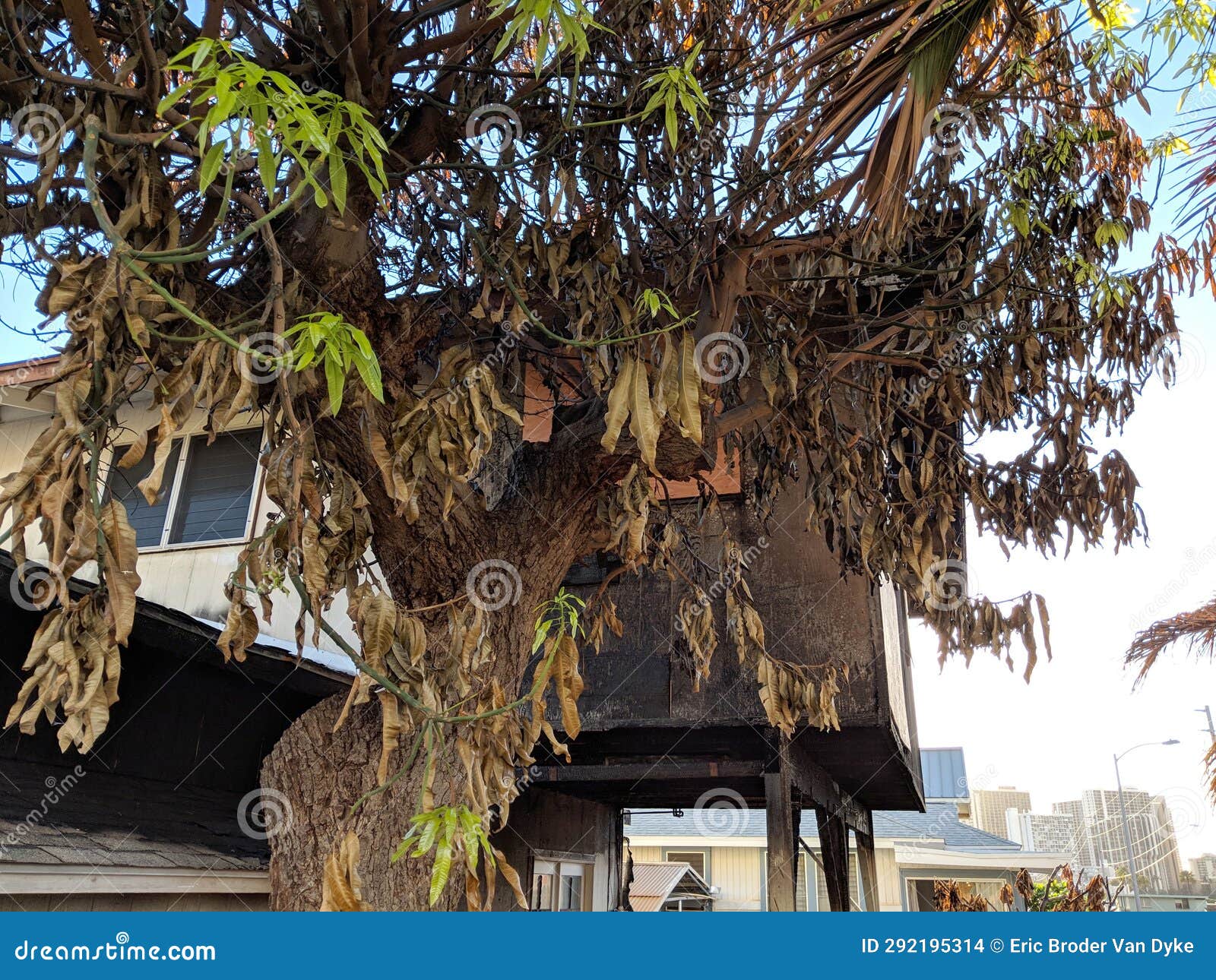 Burned Tree and House after Fire Editorial Stock Image - Image of ...