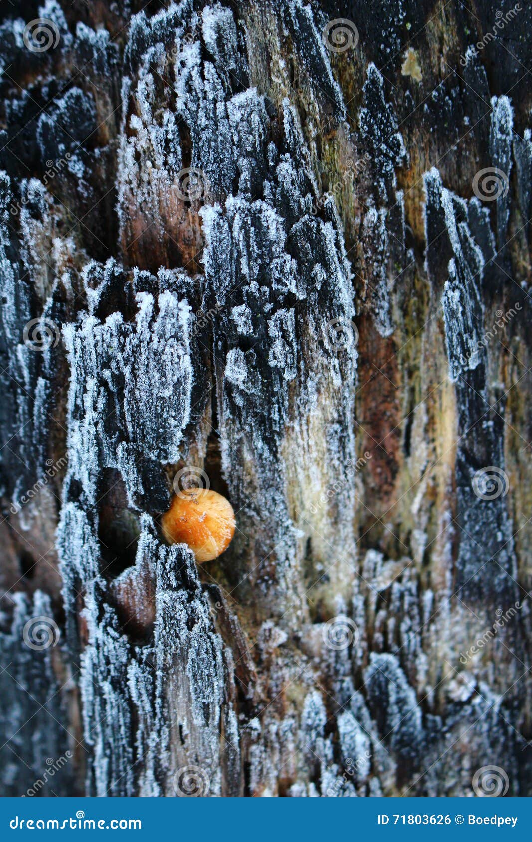 Burned tree with ice stock photo. Image of layer, fungus - 71803626