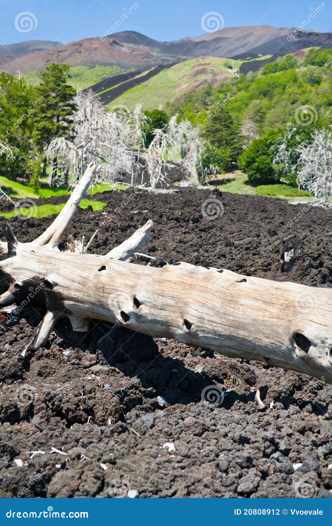 Burned Tree in Lava Flow on Green Slope of Etna Stock Photo - Image of ...