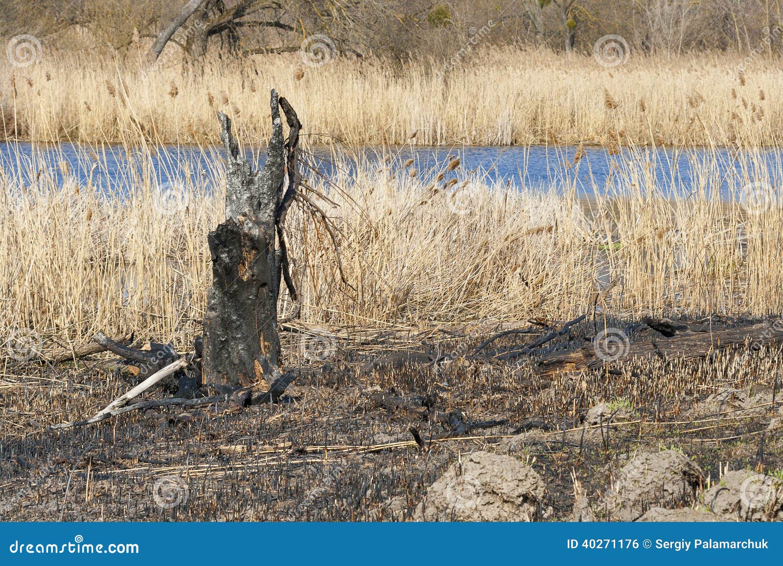 Burned Tree on the Riverbank Closeup Stock Photo - Image of water ...